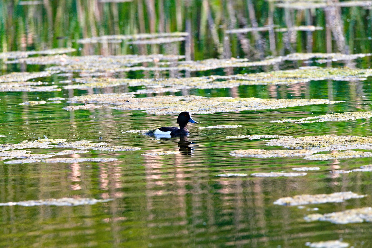 Bird Wildlife Lake - Free photo on Pixabay