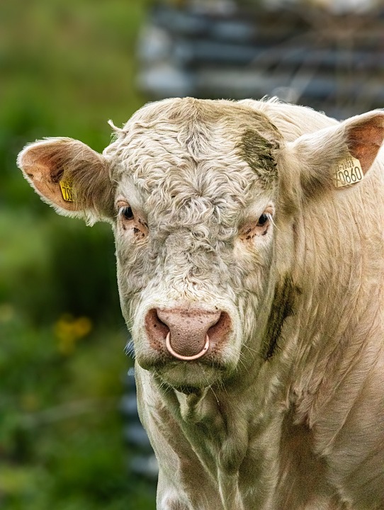 Animal Taureau Bovins - Photo gratuite sur Pixabay