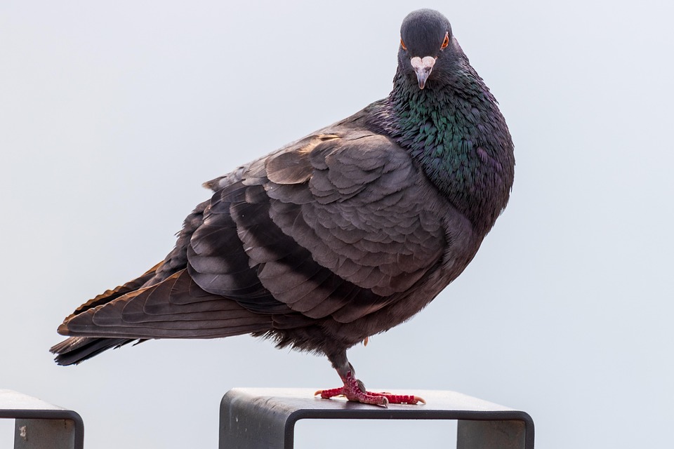 Pigeon Belles Plumes Oiseaux - Photo gratuite sur Pixabay - Pixabay