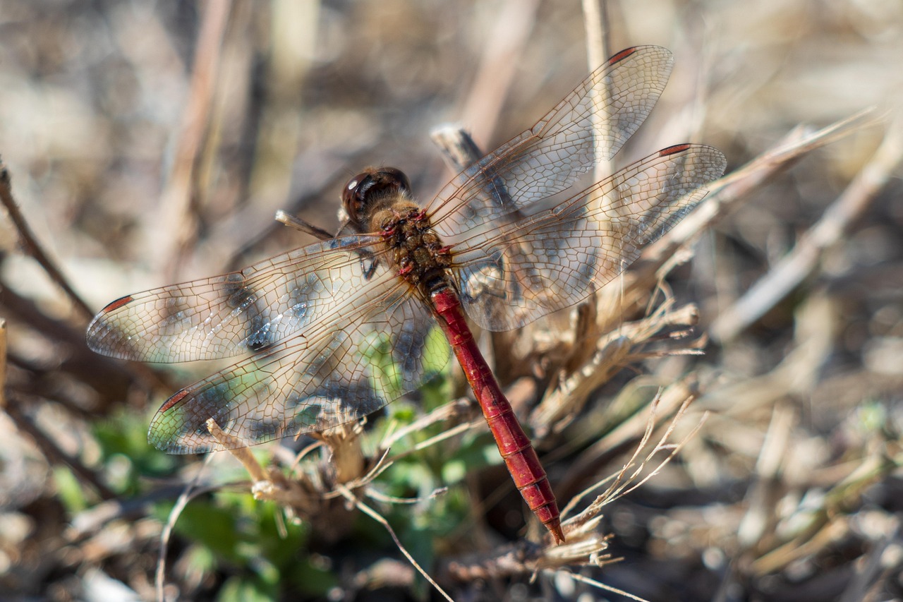 Photographie Macro Libellule Rouge - Photo gratuite sur Pixabay - Pixabay