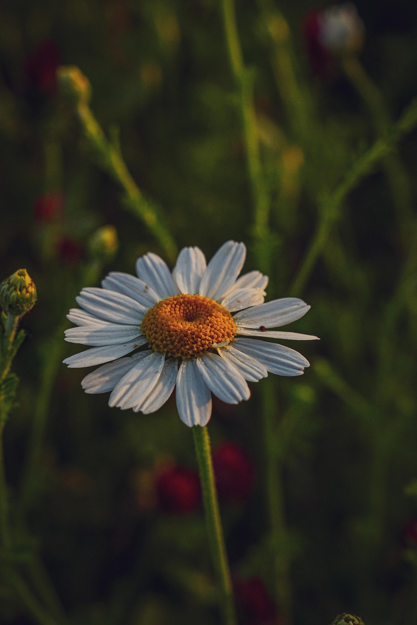 Daisy Nature Fleur - Photo gratuite sur Pixabay - Pixabay