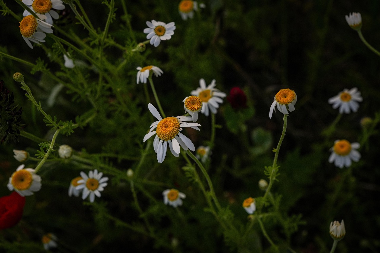 Margarida Natureza Flor - Foto gratuita no Pixabay - Pixabay