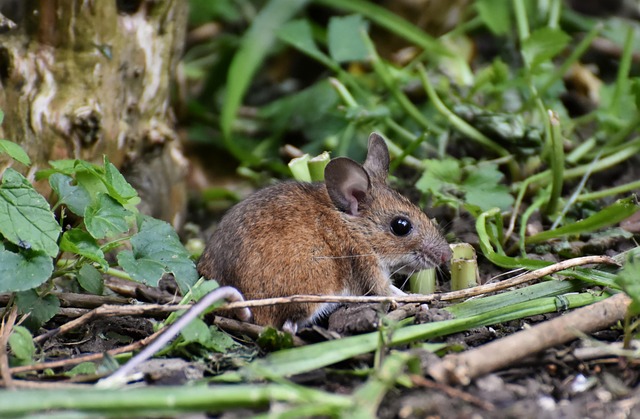 Mouse Animal Rodent - Free photo on Pixabay