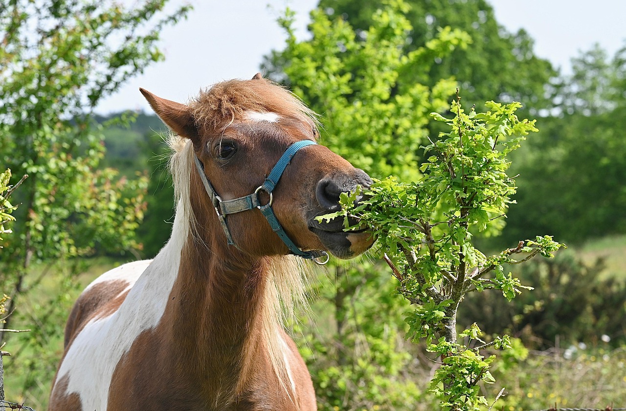 Heho Horse Kuda Murai Satwa - Foto gratis di Pixabay - Pixabay