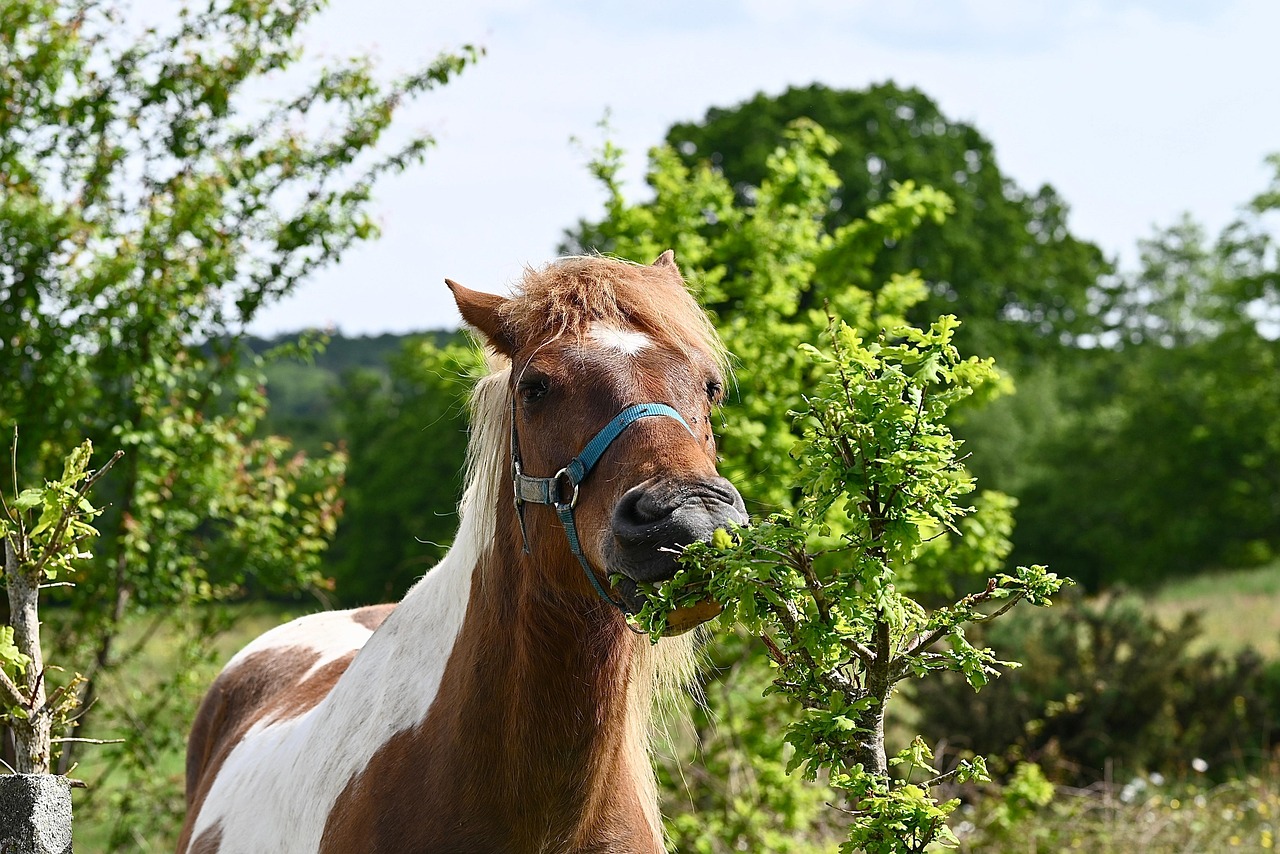 Heho Cavalo Cor Da Pega Natureza - Foto gratuita no Pixabay - Pixabay