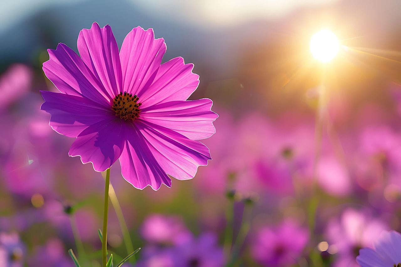 超过 60000 张关于“Flower Field”和“自然”的免费图片 - Pixabay