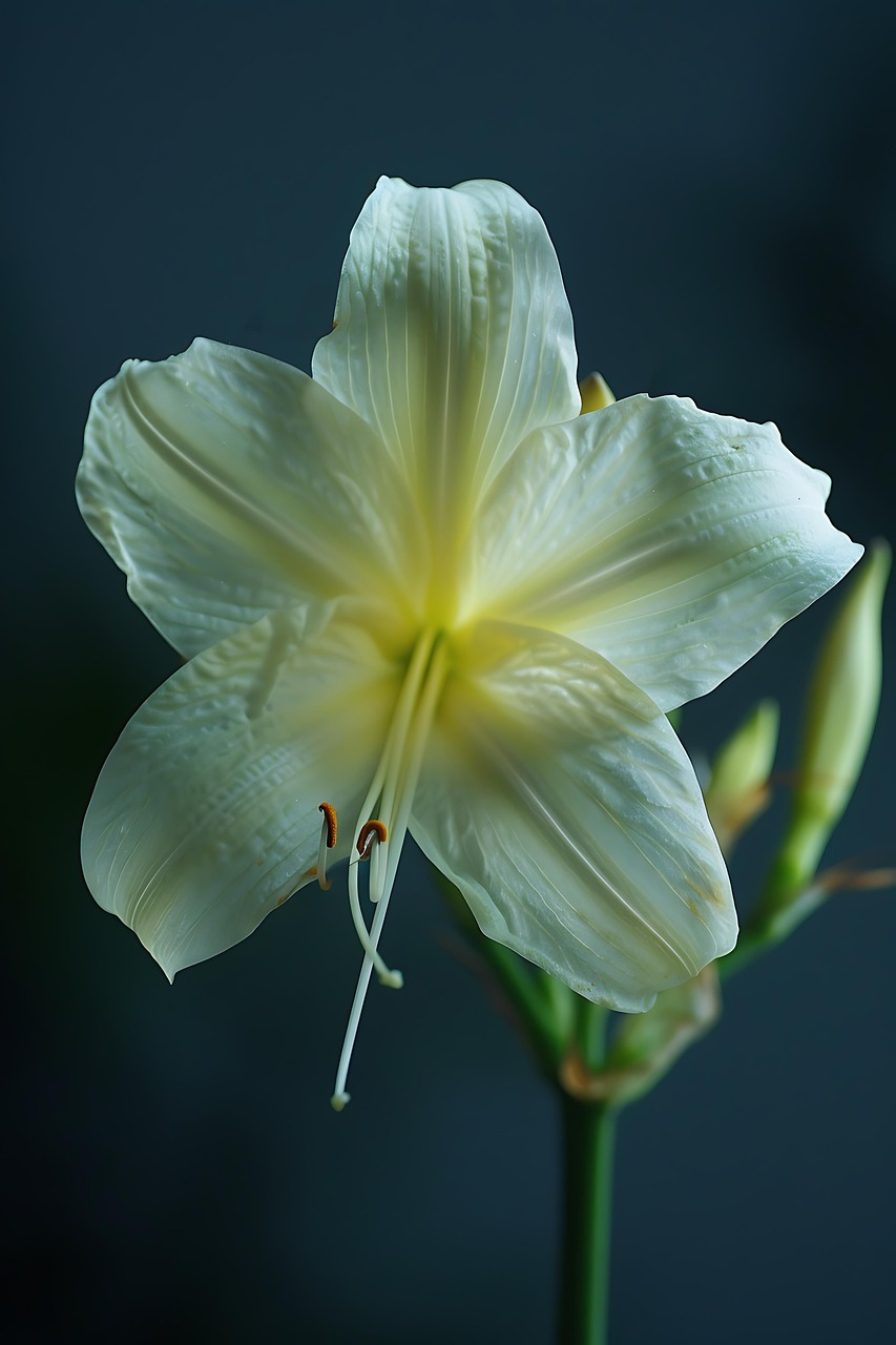 Download Ai Generated Lily Yellow Royalty Free Stock Illustration Image Pixabay