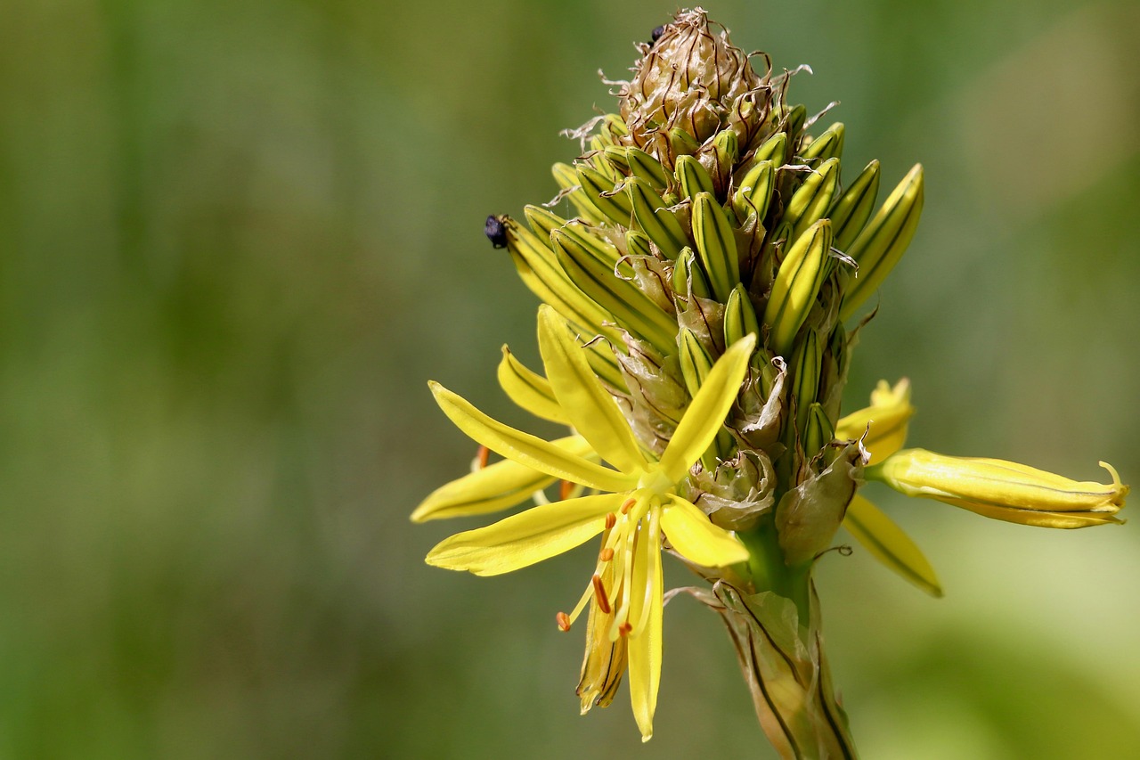 Affodil Amarillo Brotes Flor - Foto gratis en Pixabay - Pixabay