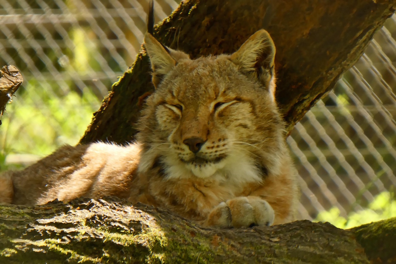 Luchs Natur Tier - Kostenloses Foto auf Pixabay