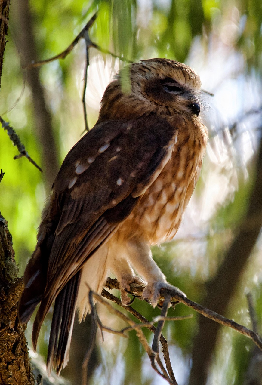 Boo-Book Owl Native Fauna - Free photo on Pixabay - Pixabay