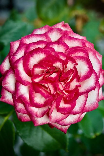 Rose Flore Floral - Photo gratuite sur Pixabay - Pixabay