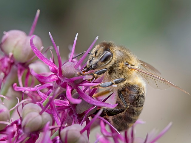 Bee Pollination Insect - Free photo on Pixabay - Pixabay