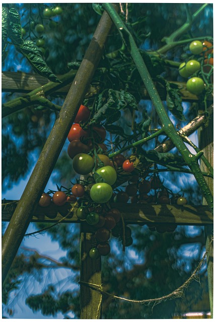 Planta Vegetal Jardín - Foto gratis en Pixabay - Pixabay
