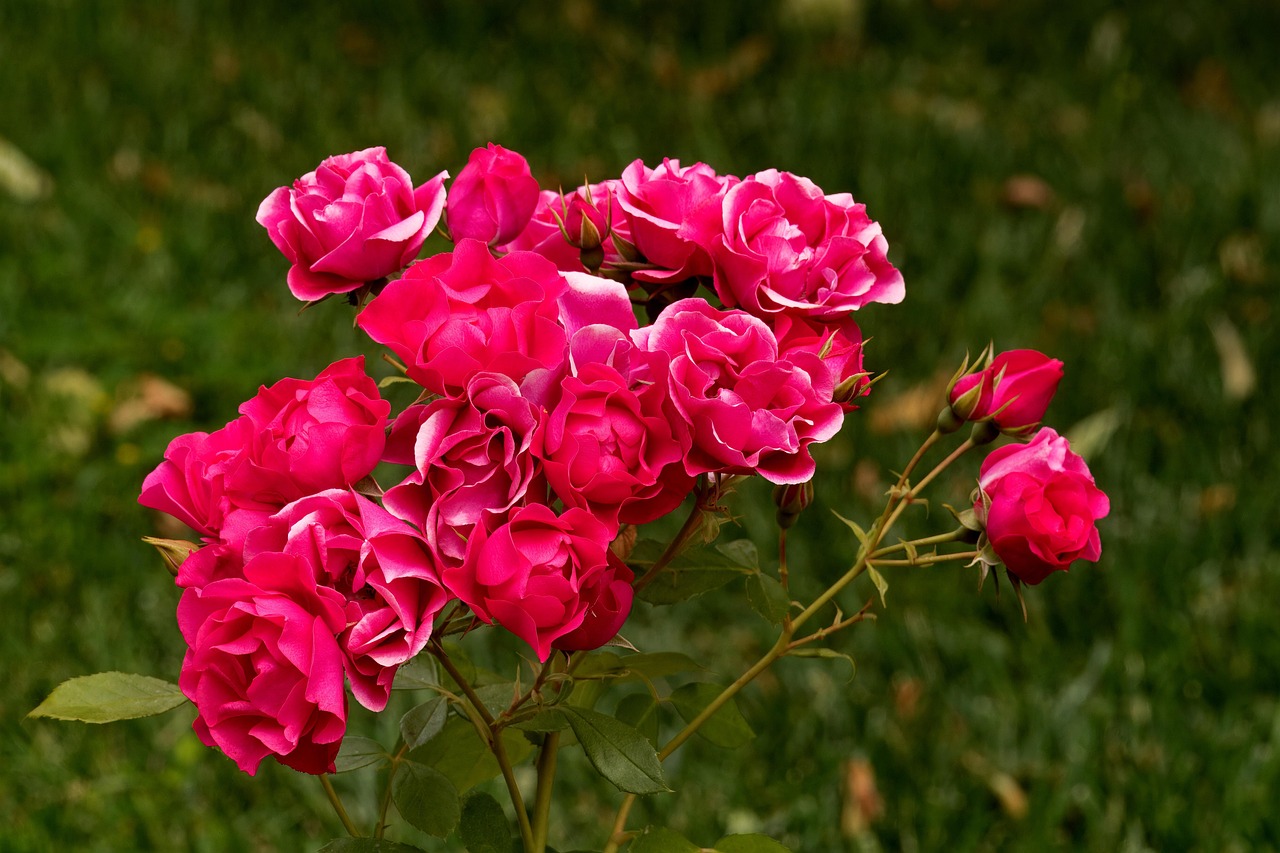 Natureza Primavera - Foto gratuita no Pixabay - Pixabay