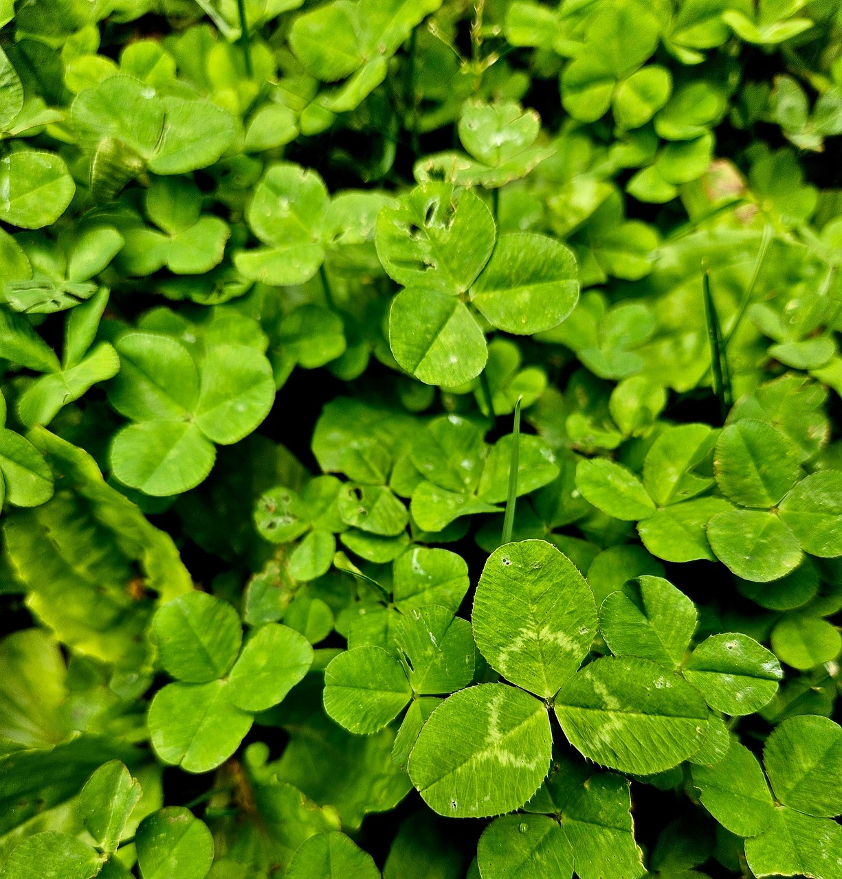Clover Green Three Leaf - Free photo on Pixabay