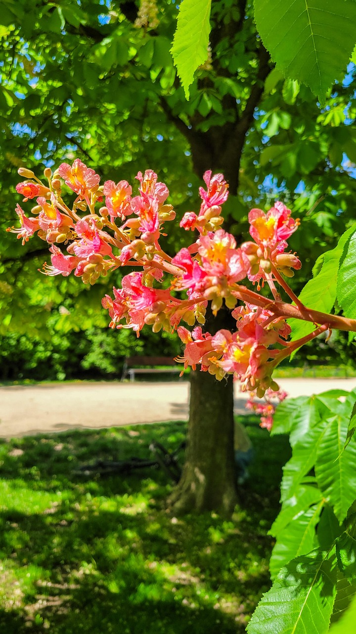 Horse Chestnut Nature - Free photo on Pixabay