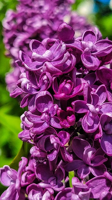 Lilás Lilases Natureza - Foto gratuita no Pixabay