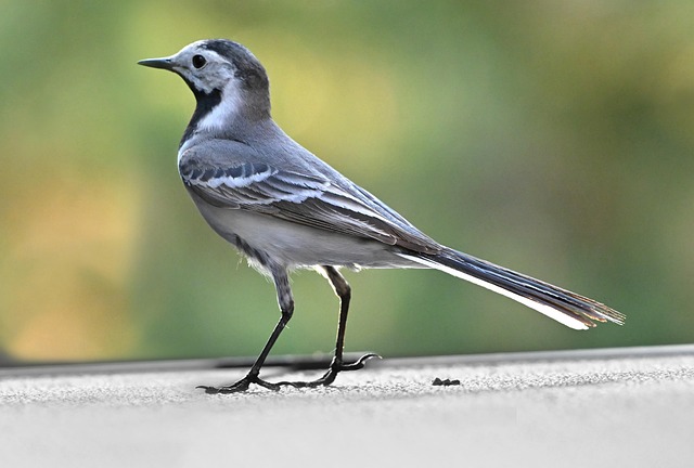 Grey Wagtail Bird - Free photo on Pixabay