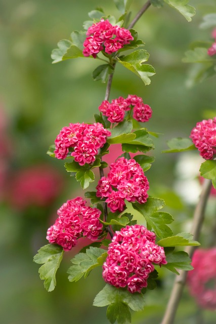 Scarlet Hawthorn Flowers Pink - Free photo on Pixabay - Pixabay