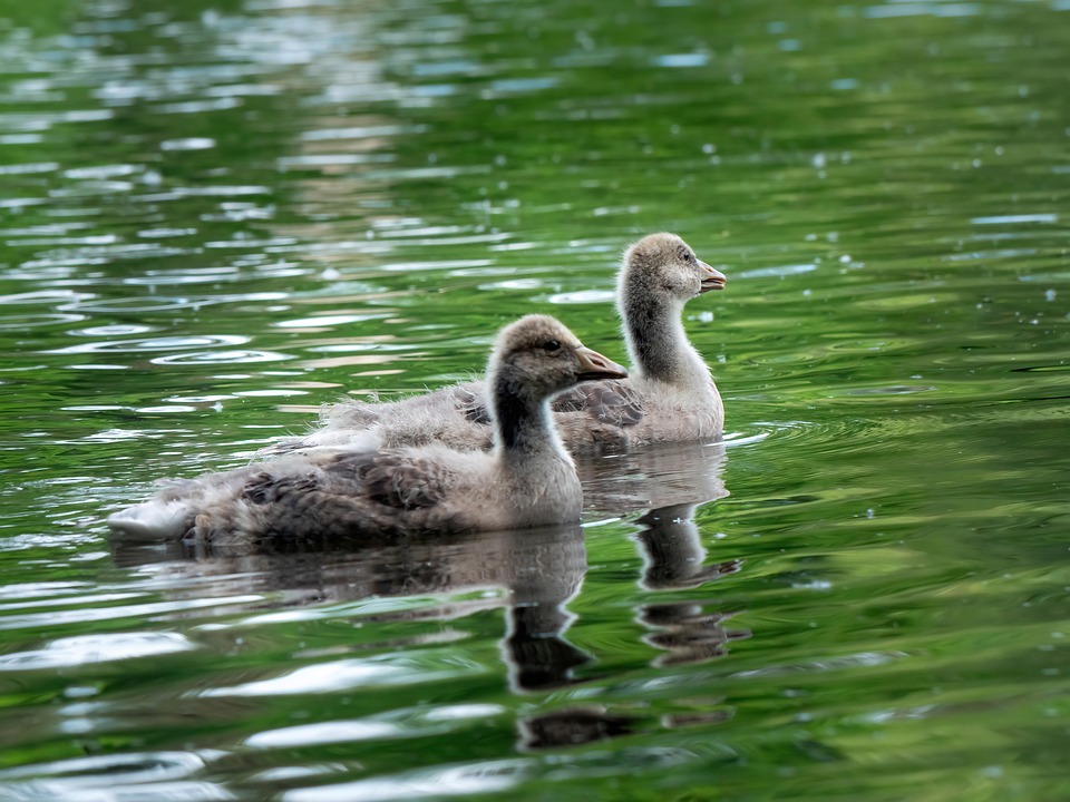 Chick Nature Animals Water - Free photo on Pixabay - Pixabay