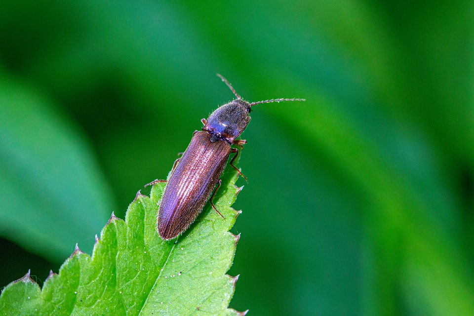 Click Beetles Insects - Free photo on Pixabay - Pixabay
