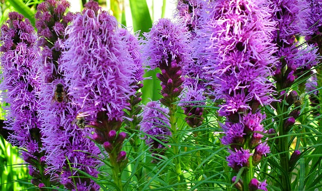 Latria Spike Flowers - Free photo on Pixabay - Pixabay