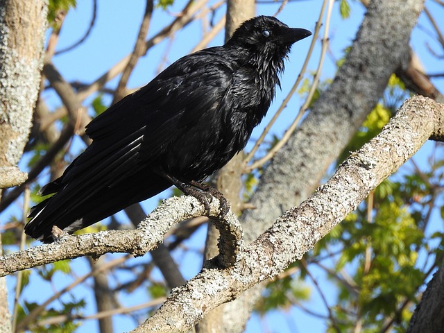 Crow Nikon Photography - Free photo on Pixabay