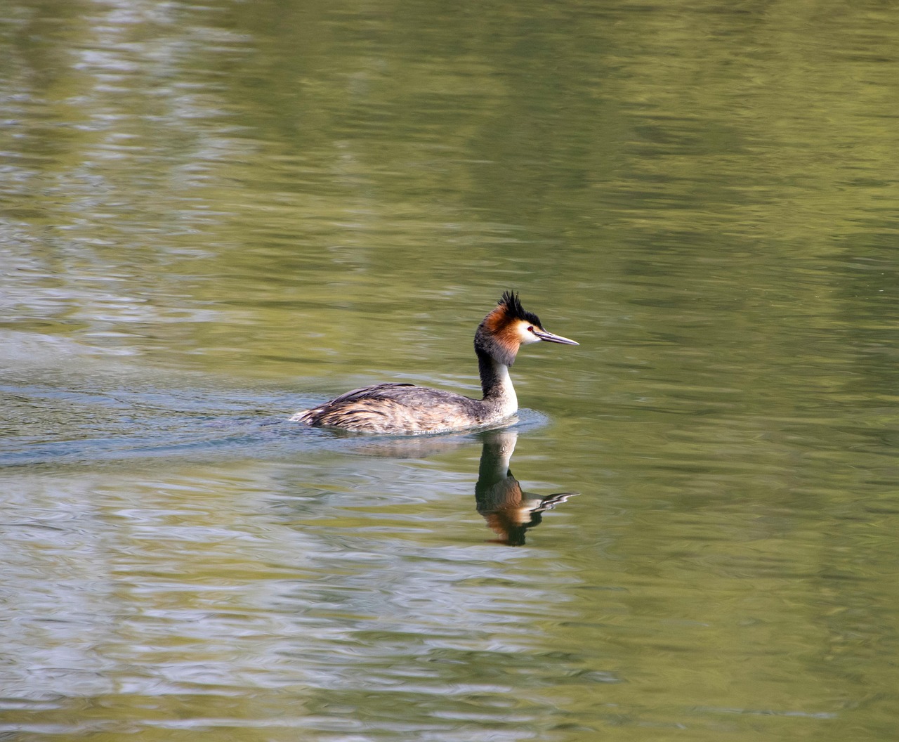 Grebe Bird Nature - Free photo on Pixabay