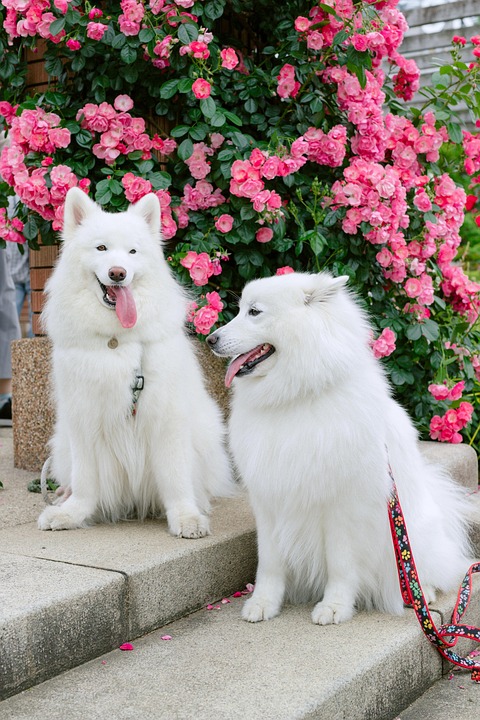 Dogs Pets Japan - Free photo on Pixabay - Pixabay