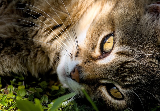 Katze Tier Augen - Kostenloses Foto auf Pixabay - Pixabay