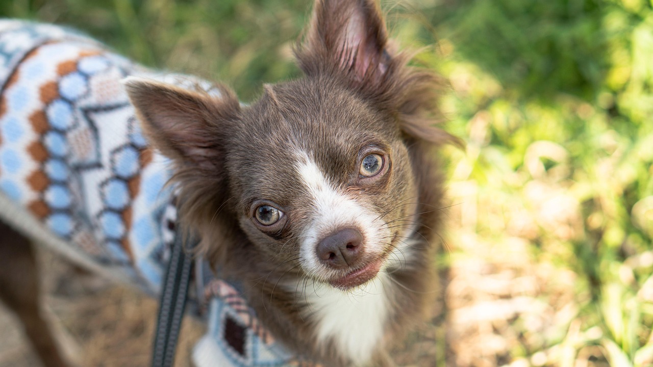 Dog Animal Pet - Free photo on Pixabay