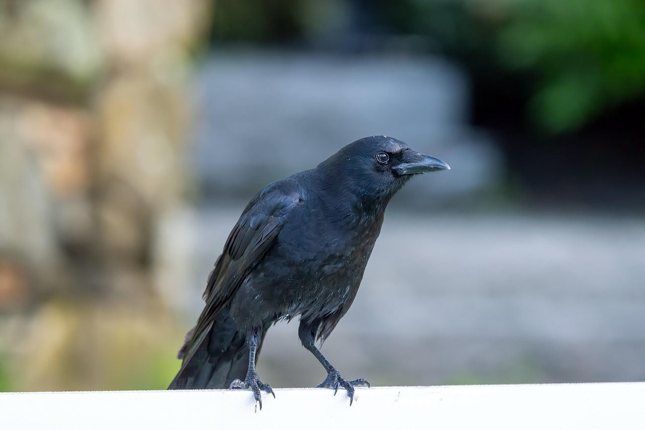 Bird Crow Raven - Free photo on Pixabay - Pixabay