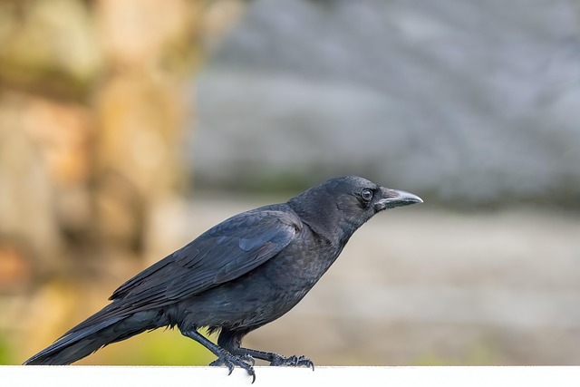 Bird Crow Raven - Free photo on Pixabay
