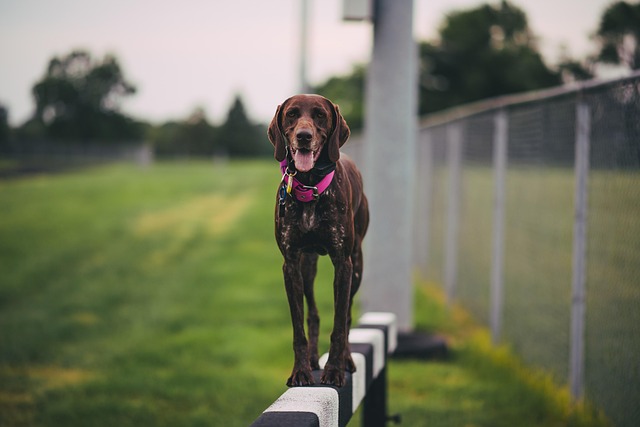 Cachorro Parado Na Trave Viga De - Foto gratuita no Pixabay - Pixabay
