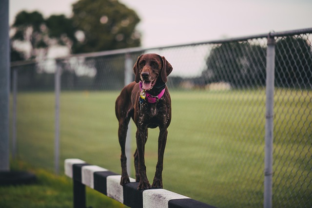 Cachorro Parado Na Trave Viga De - Foto gratuita no Pixabay - Pixabay