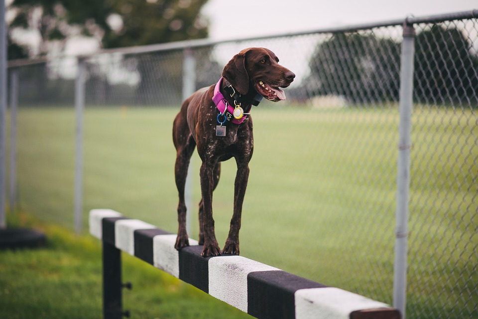 Dog Standing On Beam - Free photo on Pixabay - Pixabay