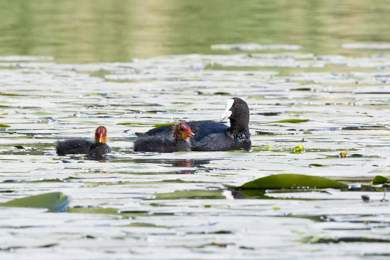 Coot Water Bird Plumage - Free photo on Pixabay