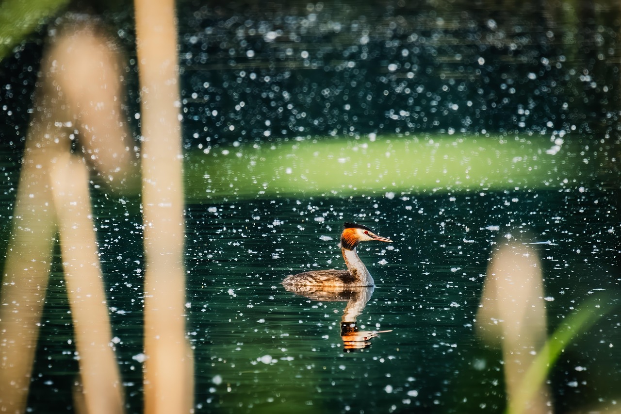 Great Crested Grebe Bird - Free photo on Pixabay - Pixabay