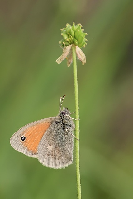 Butterfly Little Meadow Bird - Free photo on Pixabay - Pixabay