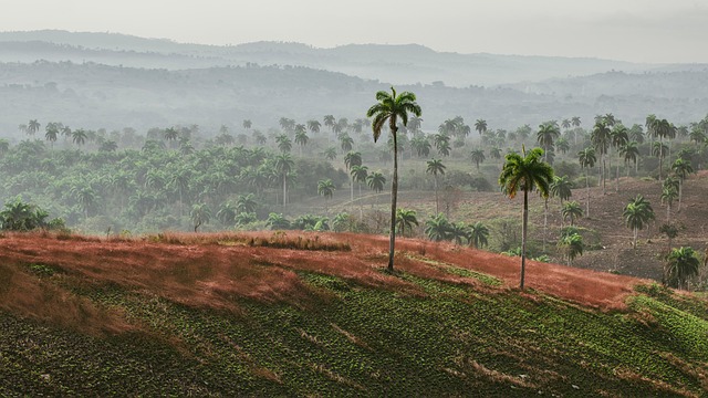 Natur Palme Landschaft - Kostenloses Foto auf Pixabay - Pixabay