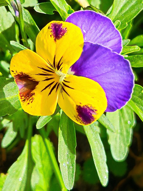 Violet Blossom Bloom Close - Free photo on Pixabay - Pixabay