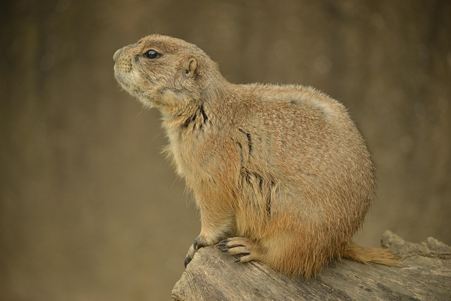 Prairie Dog Animal Nature Wild - Free photo on Pixabay - Pixabay