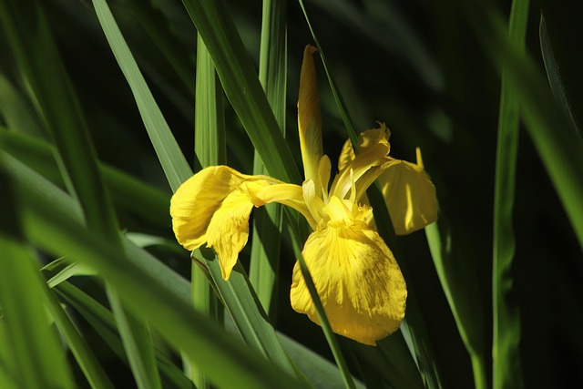 100,000+ Free Yellow Iris & Iris Images - Pixabay
