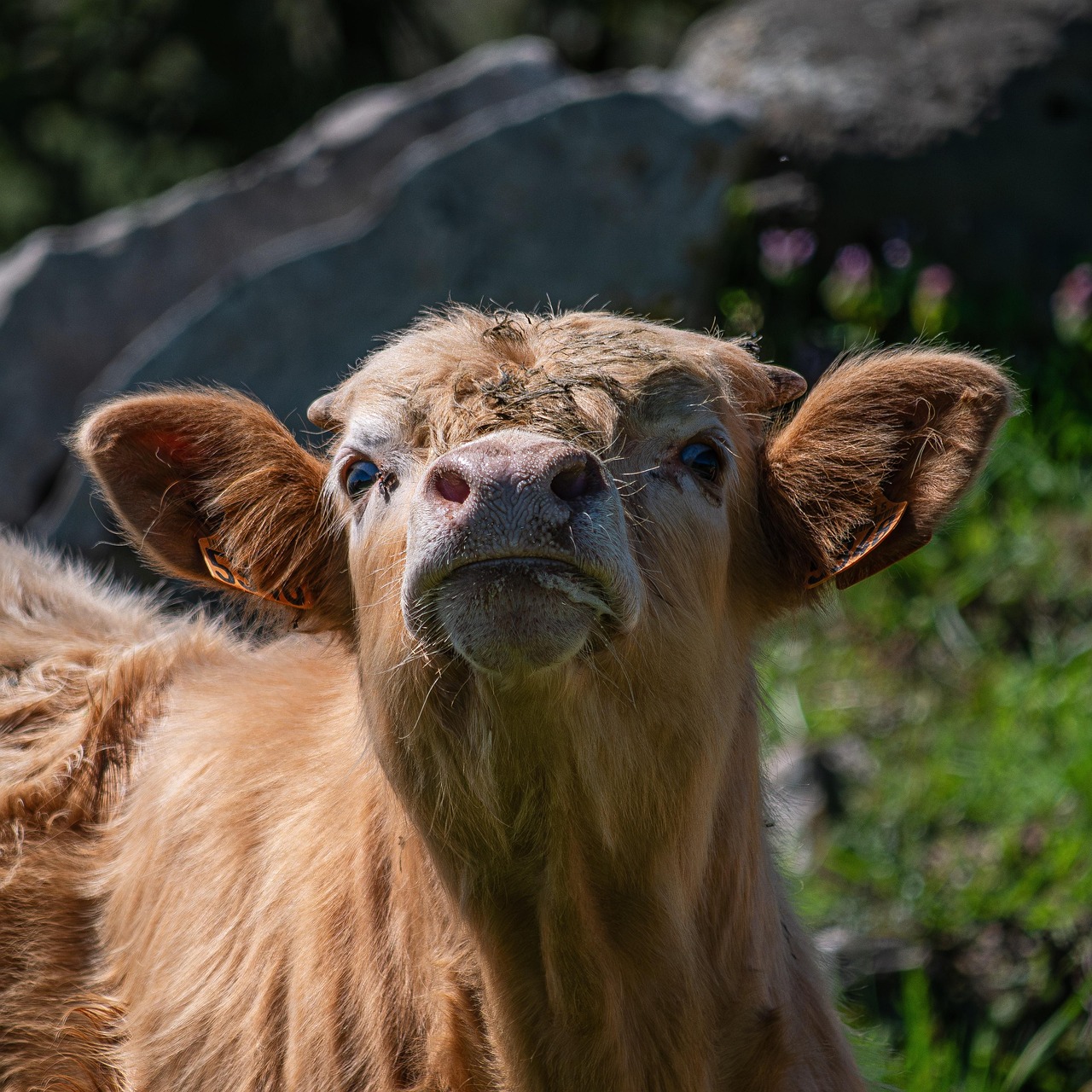 Vache Veau Animal - Photo gratuite sur Pixabay - Pixabay