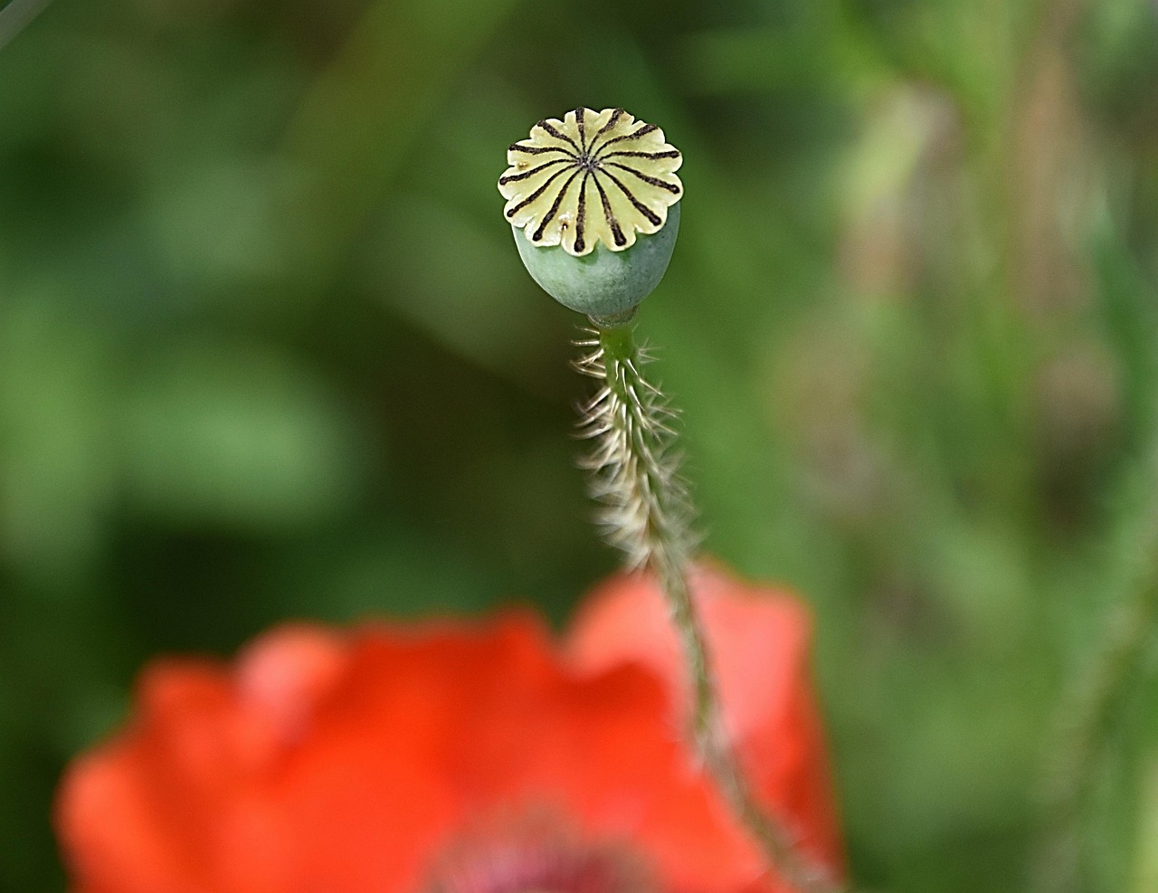 Poppy Flowering Spring - Free photo on Pixabay - Pixabay