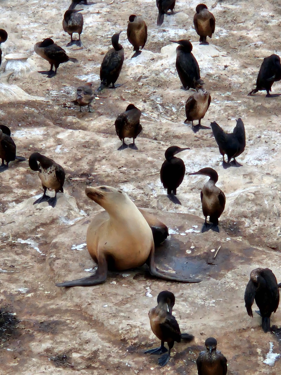 California Seal Animal - Free photo on Pixabay - Pixabay