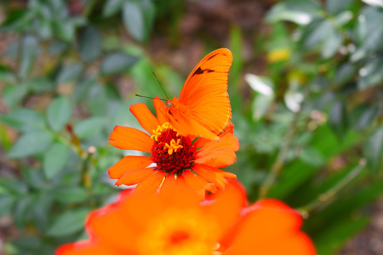 Butterfly Orange Flower - Free photo on Pixabay - Pixabay