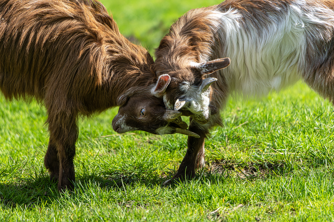 Download Goats, Animal, Mammal. Royalty-Free Stock Illustration Image ...