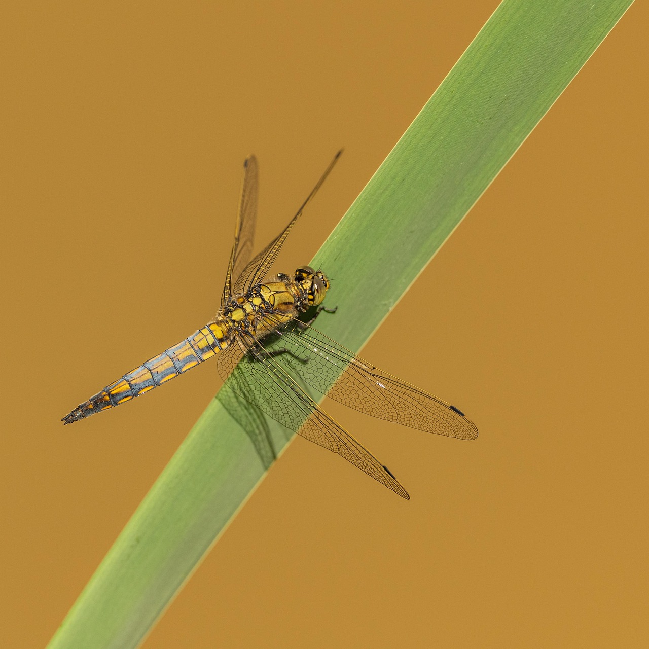 Black-Tailed Skimmer - Free photo on Pixabay - Pixabay