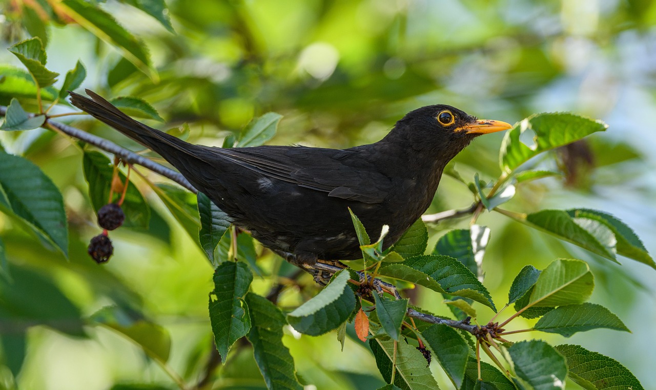 Blackbird Common - Free photo on Pixabay